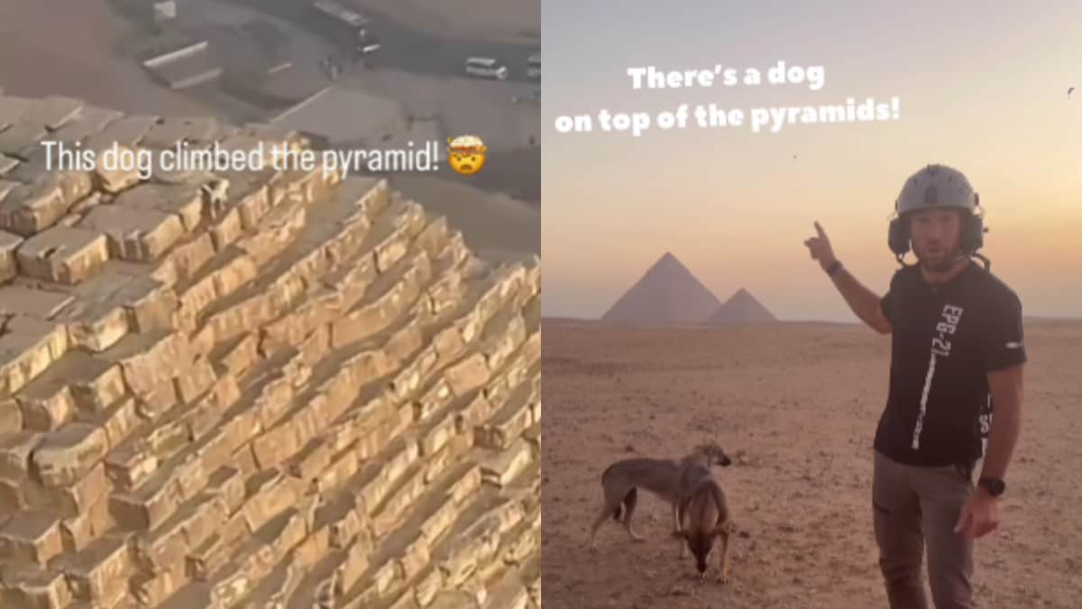 Dog Climbs Top of Pyramid of Giza in Egypt. This is What Happened Next ...