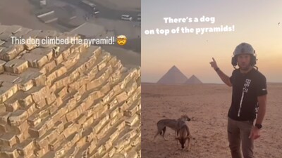 Dog Climbs Top of Pyramid of Giza in Egypt. This is What Happened Next ...