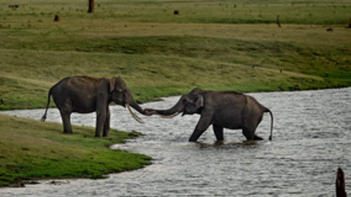 Lessons from the Wild: How animal and Human Behaviour are Interlinked ...