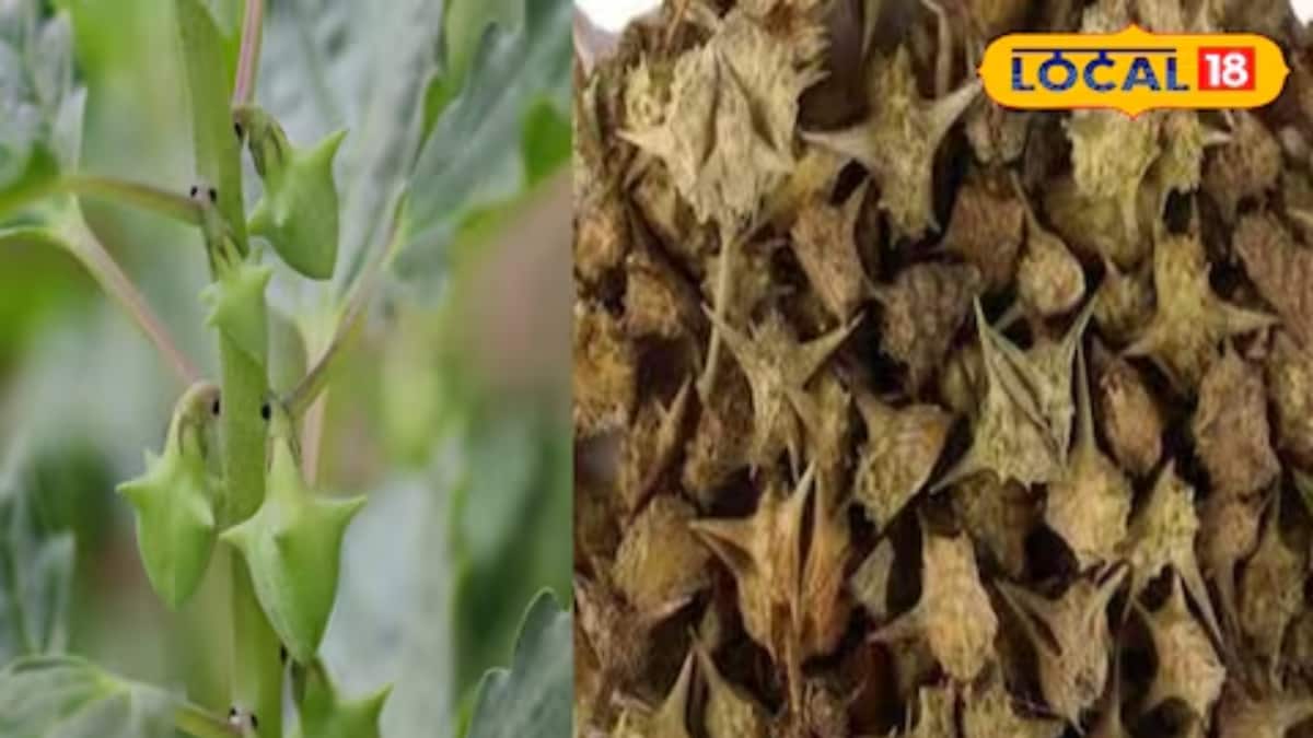 How Gokhru Plant Boosts Testosterone Levels, Treats Kidney Stones ...