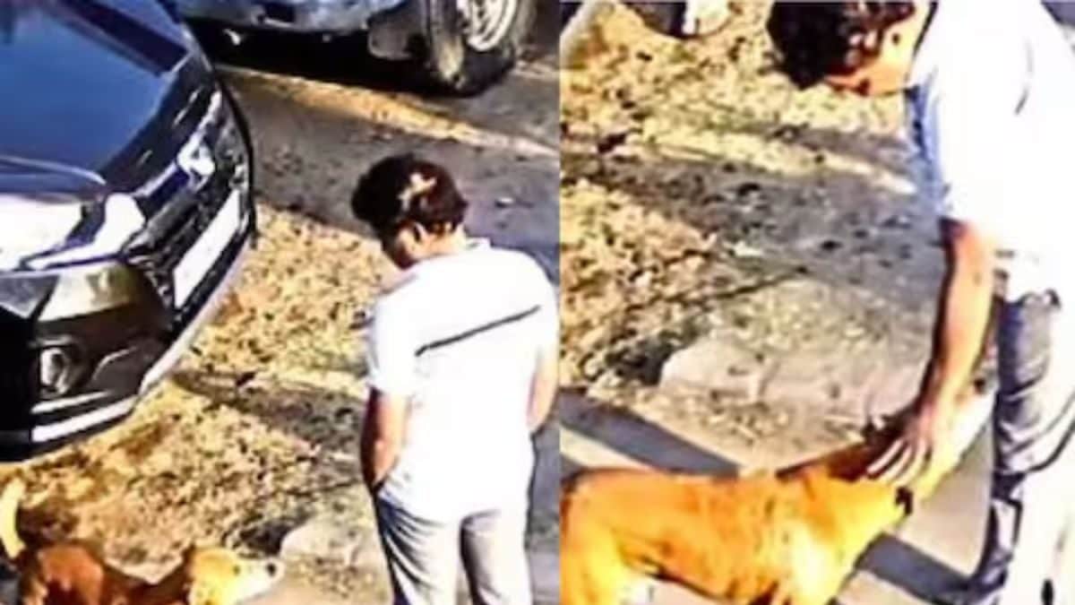Fear Or Aggression? Internet Can’t Decide After Dog Attacks Man Trying ...