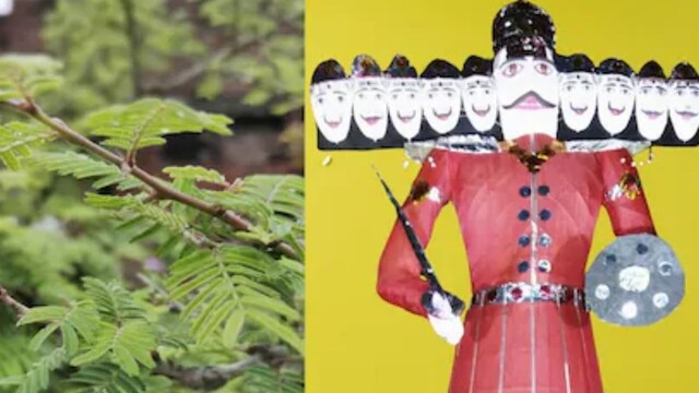 Dussehra 2024: Know The Significance And Rituals Related To Shami Tree ...