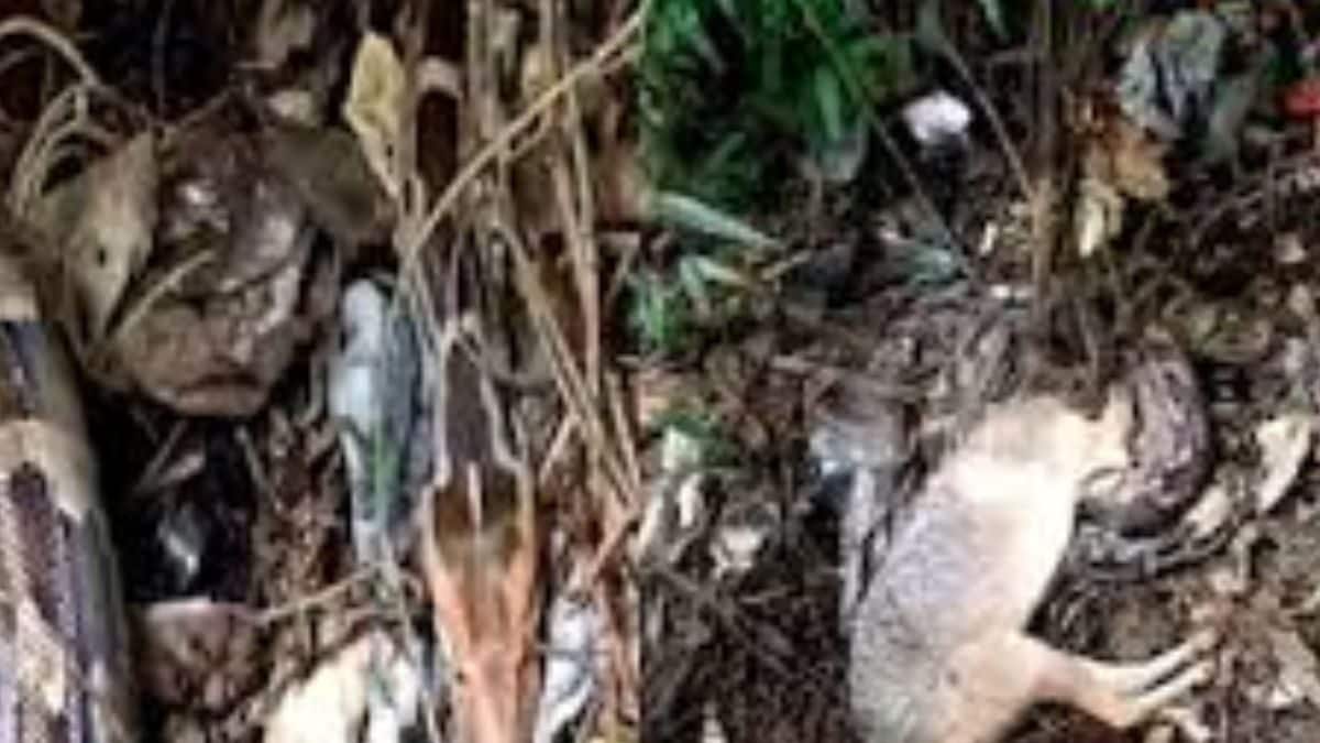 In UP’s Mirzapur, Python Attacking Jackal Causes Terror Among Locals ...