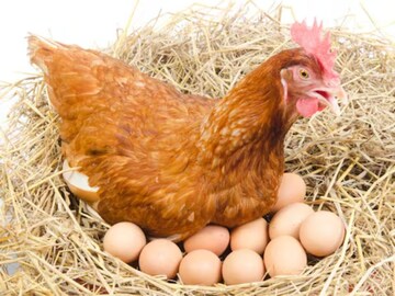 What Came First, Egg Or Chicken? Evolutionary Science Has The Answer ...
