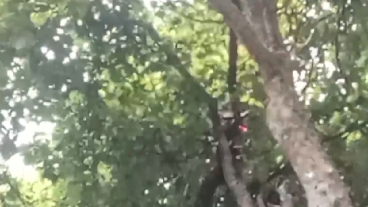 Three Jharkhand Women Climb 80-foot-tall Tree At Sarna Sthal To ...