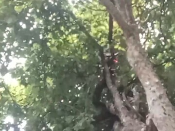 Three Jharkhand Women Climb 80-foot-tall Tree At Sarna Sthal To ...
