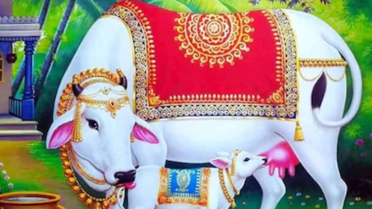 Diwali 2024: Know Significance Of Worshipping The Divine Cow Goddess ...