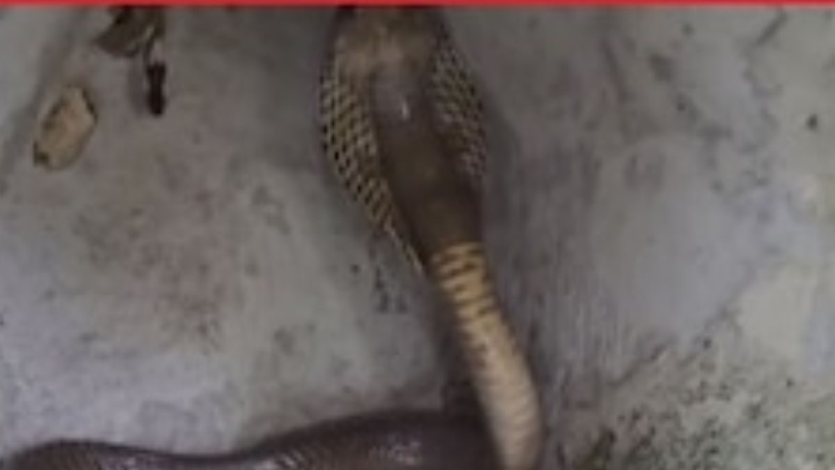 Scorpion Enters Cobra’s Den. Watch What Happened Next | Viral News - News18