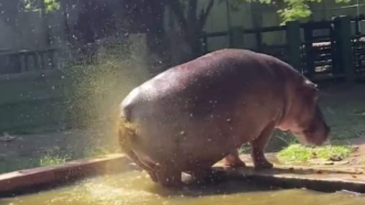 Watch: At Indonesian Zoo, Hippo Swings Poop At Visitors, Leaves Them ...