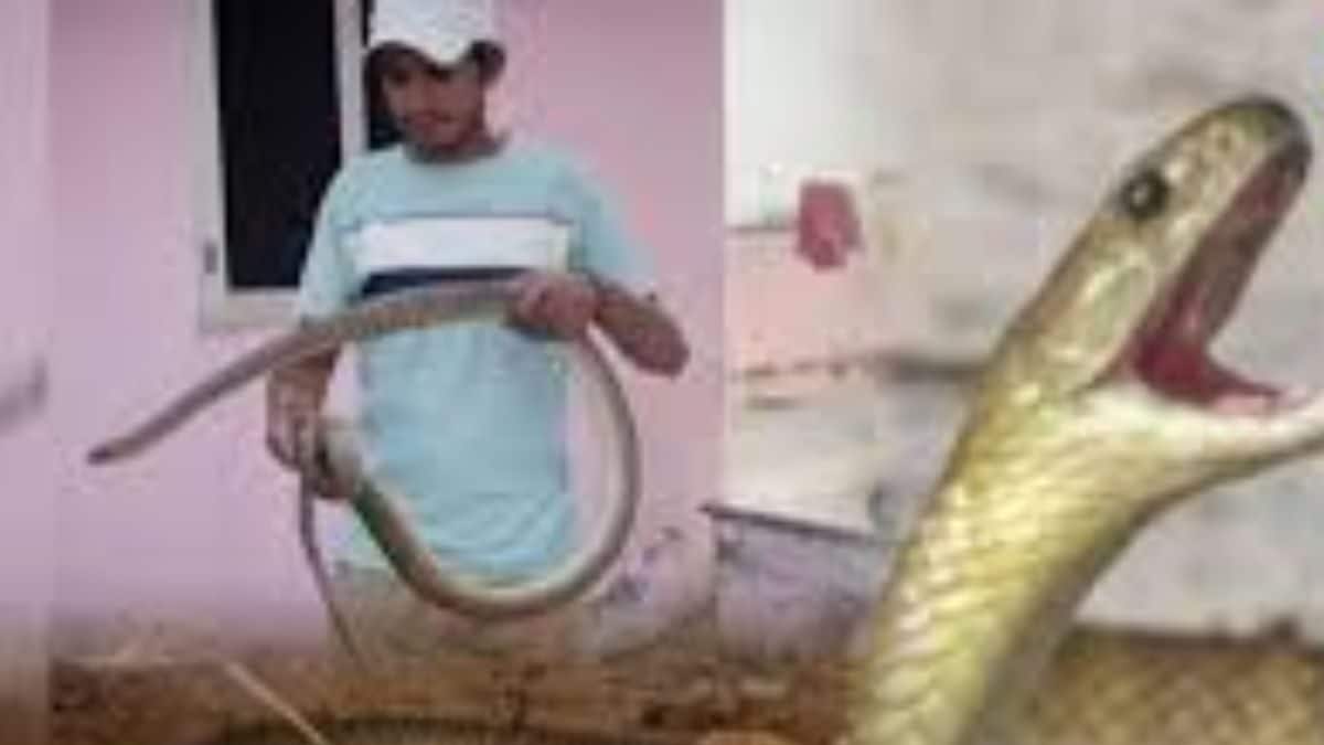 This Snake, Also Called 'Farmer's Friend', Can Eat Over 20 Rats A Day ...