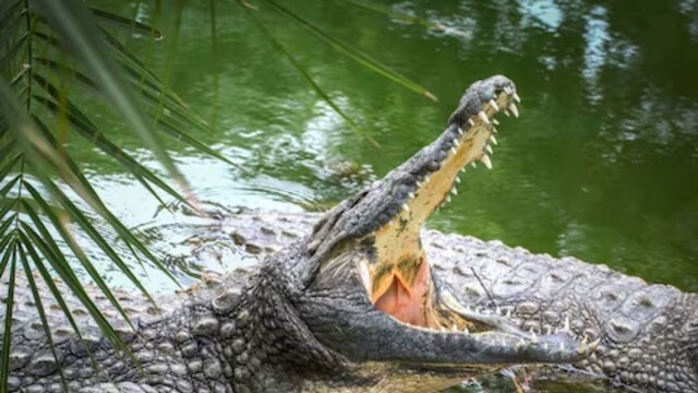 The Legend Of Two-toed Tom: The 18-foot Alligator That Terrorised 1920s ...