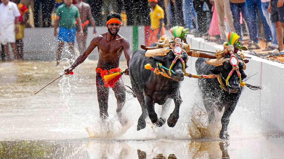 'It's The State's Culture': Karnataka Govt Defends Kambala Bull Race In ...