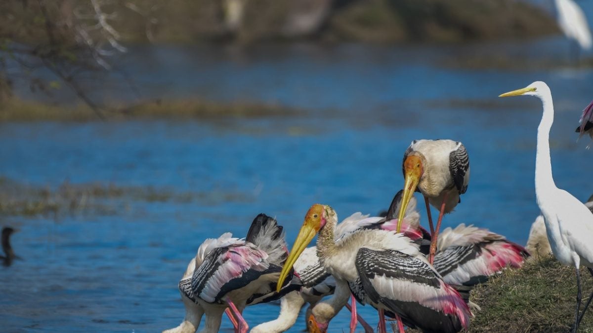 Keoladeo National Park: Know All About Its Features, History And ...