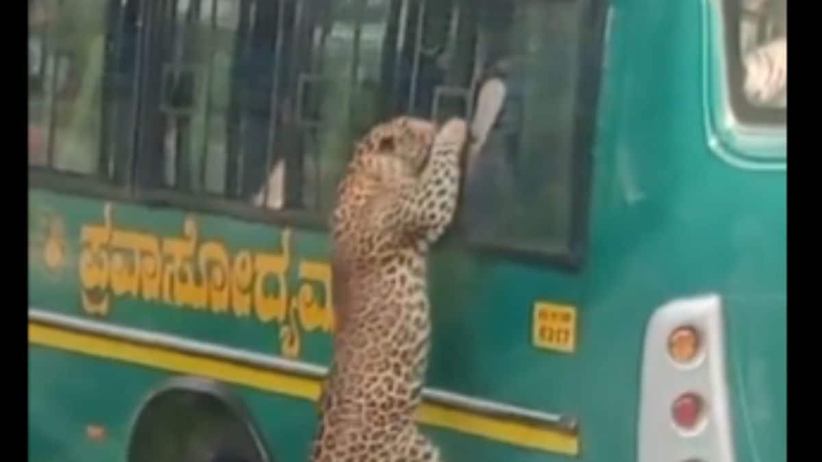 Watch: Video of Leopard Leaping At Safari Bus At Bannerghatta National ...