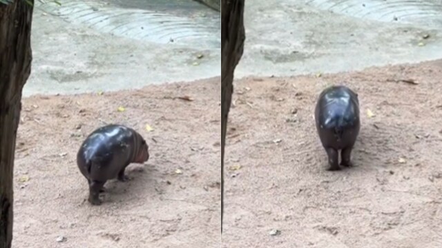 ‘Hilarious And Cute’: Moo Deng Hippo Charms Internet With Her ‘Moonwalk ...