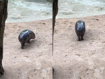 ‘Hilarious And Cute’: Moo Deng Hippo Charms Internet With Her ‘Moonwalk ...