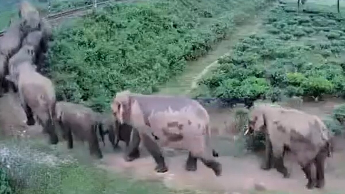This Video Of Elephant Herd Crossing A Railway Track Is Too Adorable To ...