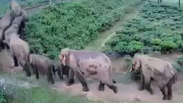 This Video Of Elephant Herd Crossing A Railway Track Is Too Adorable To ...