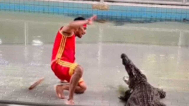 Watch: Crocodile Stunt Takes Terrifying Turn In Front Of Live Audience ...