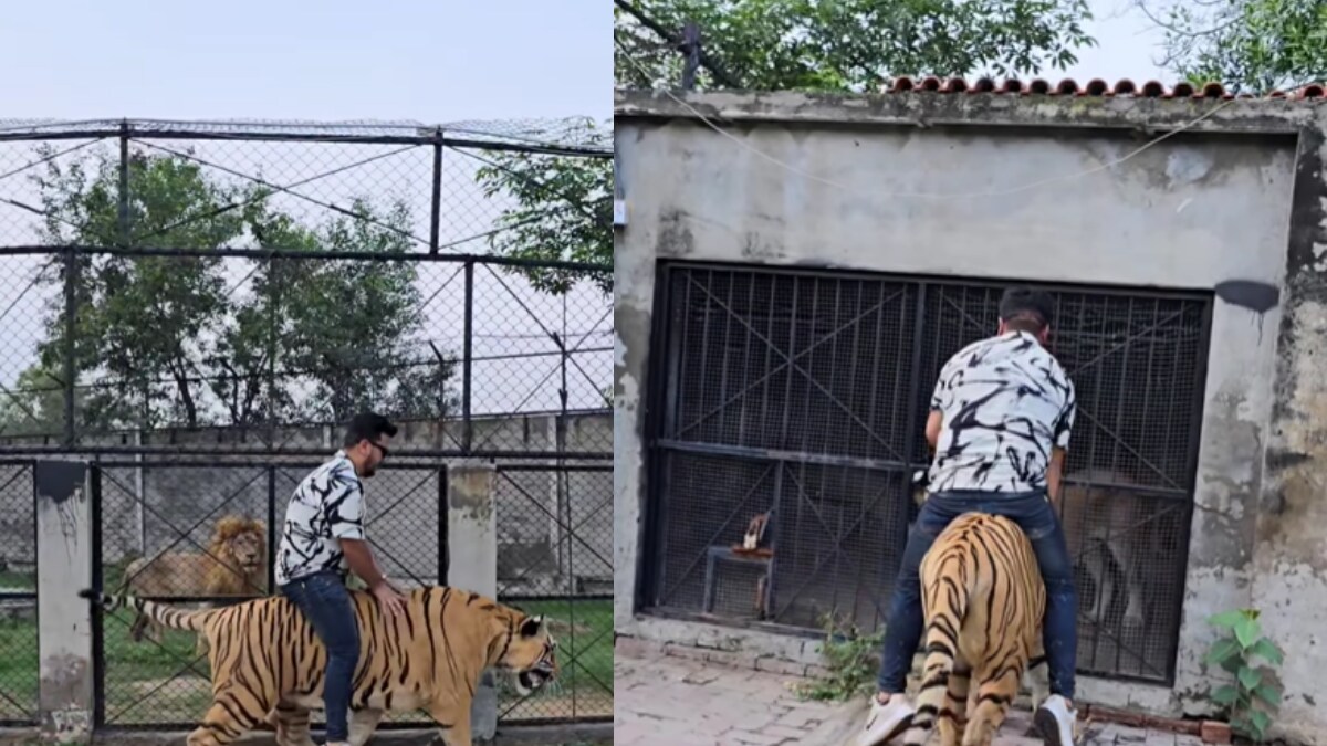 Pakistani Man Casually Rides Tiger In Viral Video, Internet Says 'Not ...