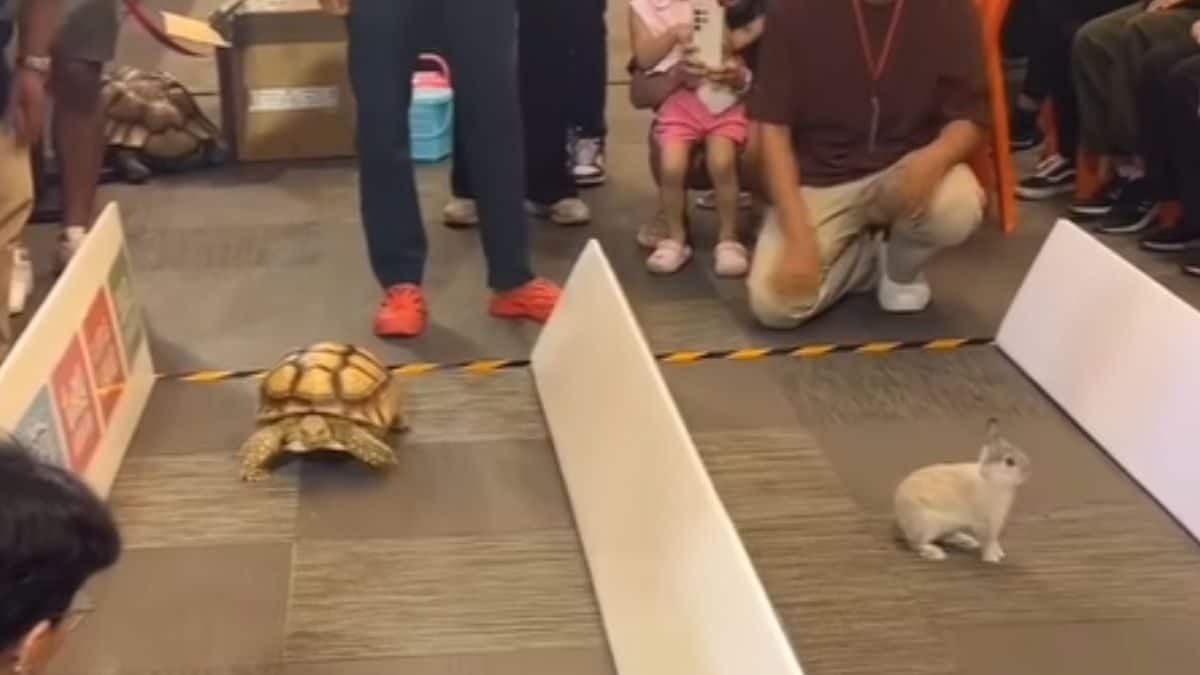This Adorable Race Between Tortoise And Hare Brings Classic Fable To Life | Viral News - News18
