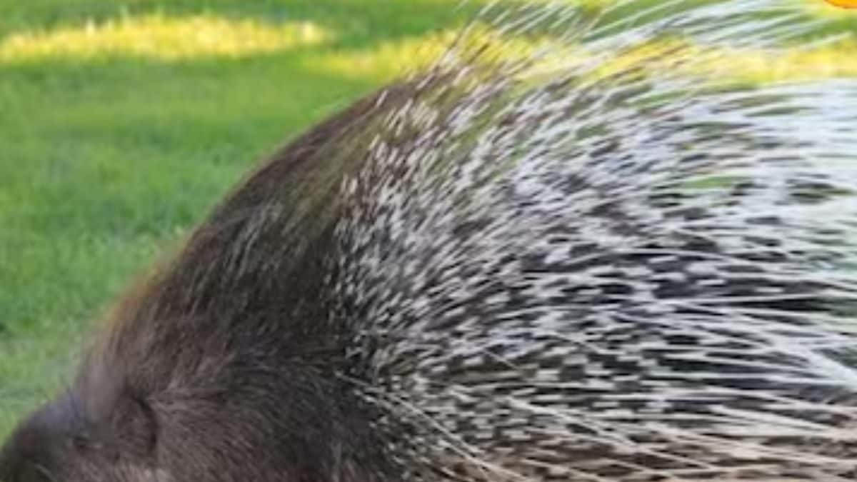 Wildlife Expert Debunks Myths About Porcupine Quills And Animal Defence ...