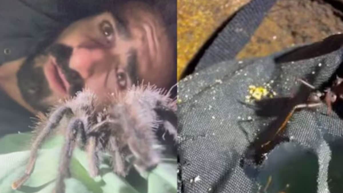 Watch: Wildlife Conservationist Stuck Inside Tent After Leafcutter Ants ...