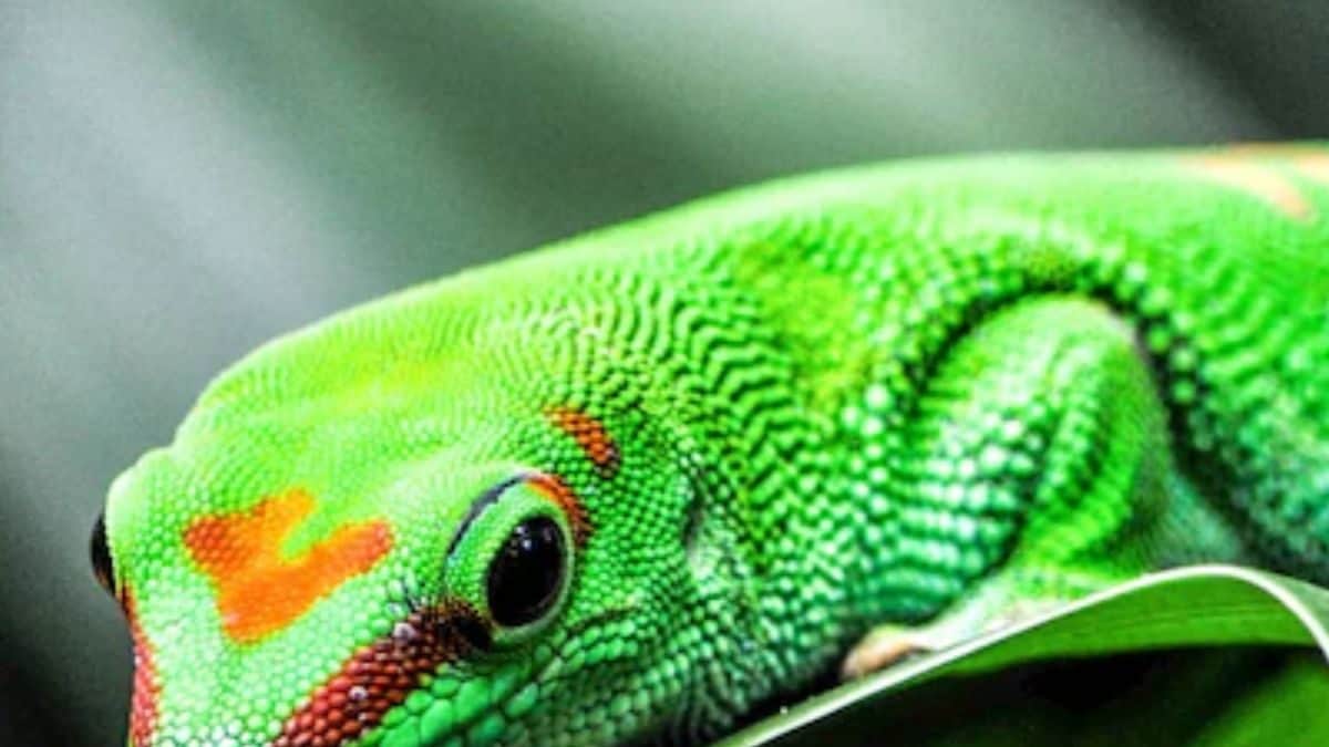 Lizards Can Hear Low Frequency Vibrations: Study | Viral News - News18