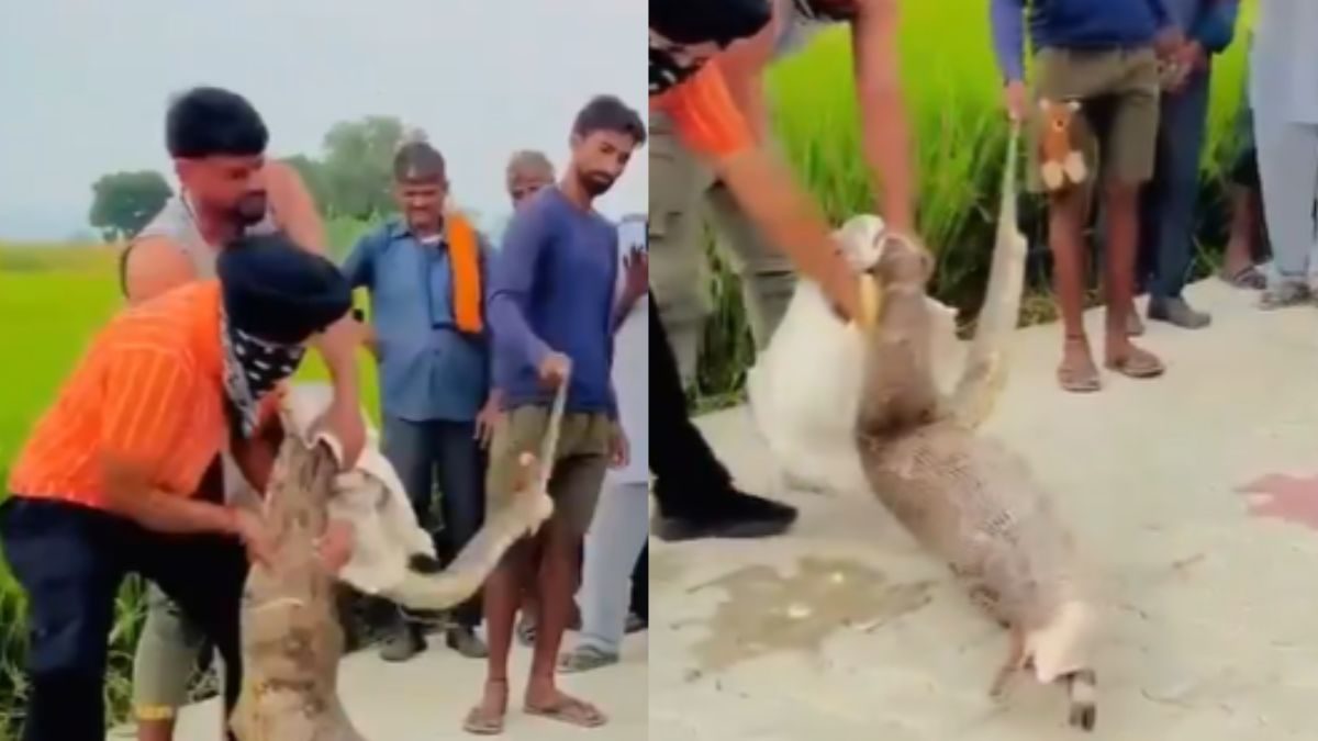 Don’t Interfere With Food Chain’: Internet On Violent Rescue Of Nilgai ...