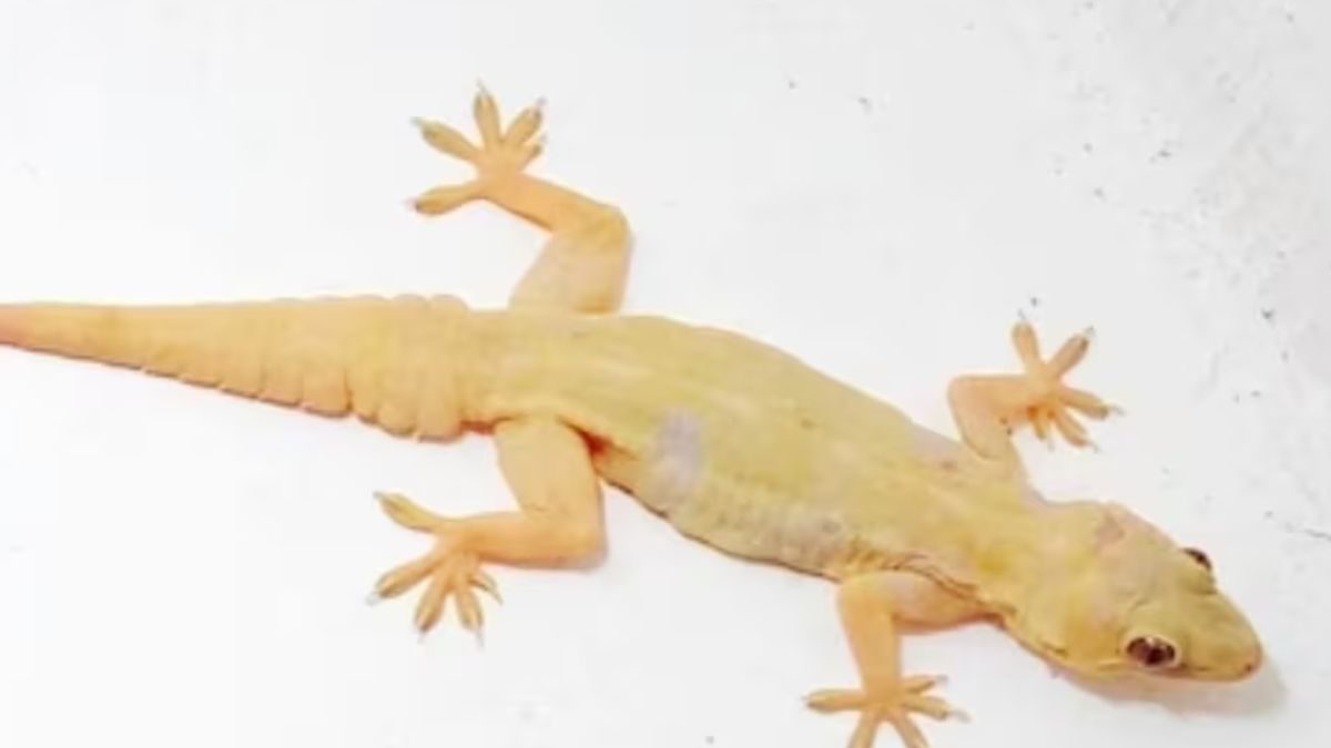 Spotting A Lizard On Diwali? Here's Why It's Considered A Sign Of Good ...