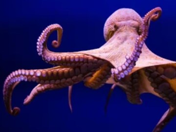 Study Reveals Octopus Arms Move Independently Without Constant Brain ...