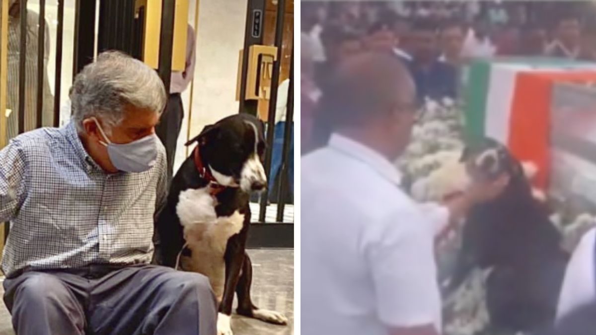 Ratan Tata’s Office Companion Dog ‘Goa’ Refuses To Leave His Side ...