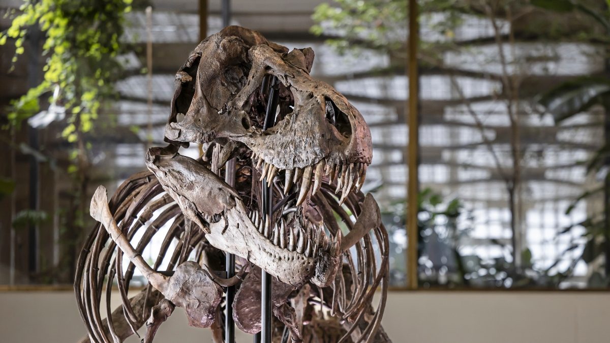 Biggest, 'Most Complete' Dinosaur Skeleton To Go On Sale At Paris ...