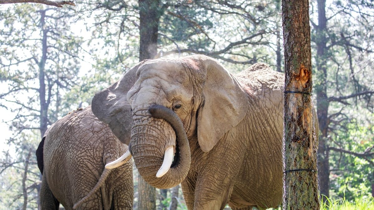 3 Elephants Electrocuted After Stepping On Live Wire Meant For Wild ...