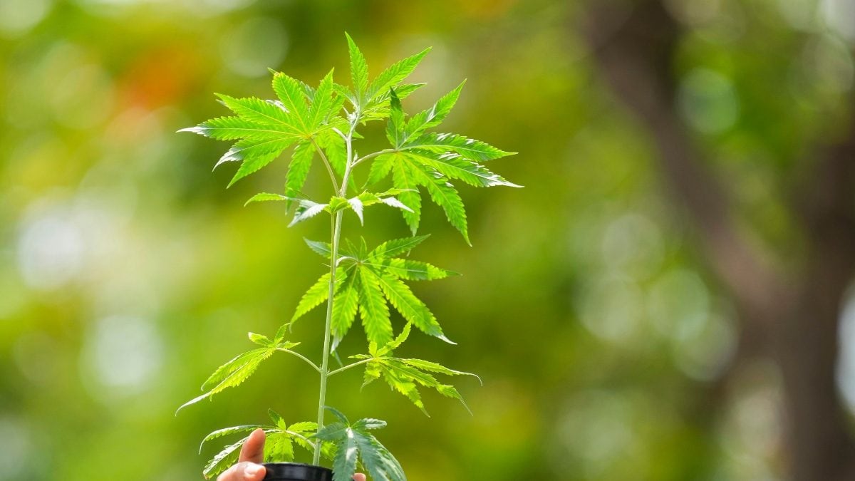 Bengaluru Couple Posts Balcony Garden Video On FB, Arrested After ...