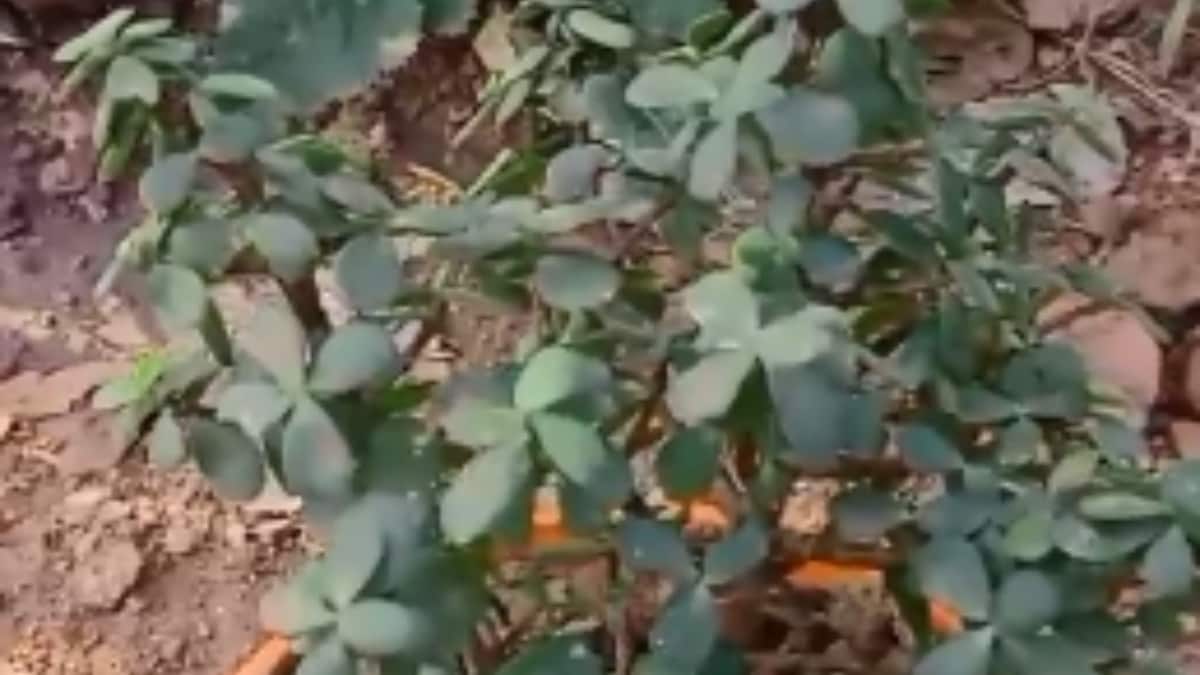 In MP’s Chhatarpur, This Plant Is Becoming Popular Among Locals | Viral ...