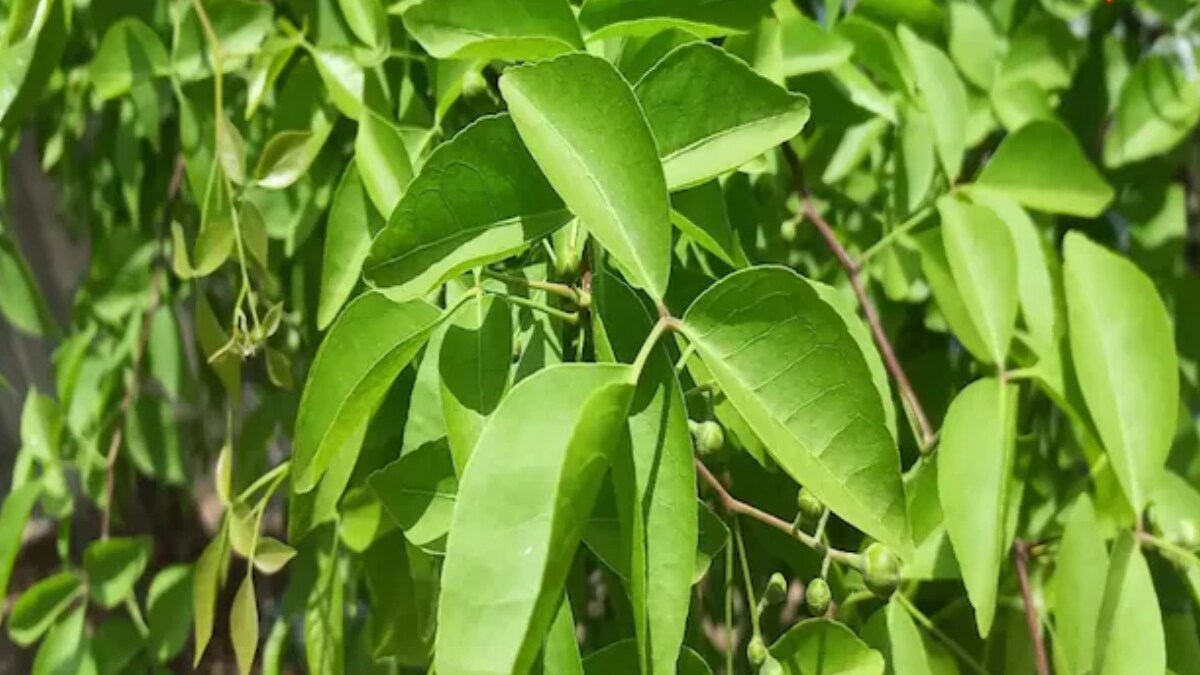 How Bel Leaves Can Help Cure Children Get Rid Of Intestinal Worms ...