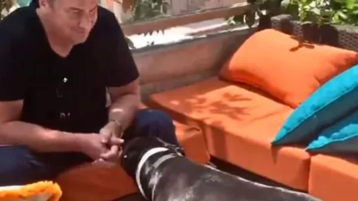 This Video Of Dog’s Reunion With Owner After 6 Months Will Melt Your ...