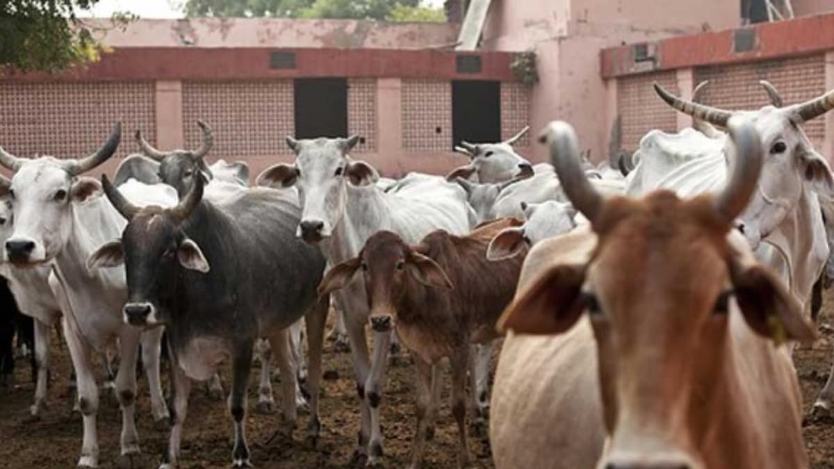 Bihar Man Arrested For Violent Attack On 3 Cows In Bengaluru That Led ...