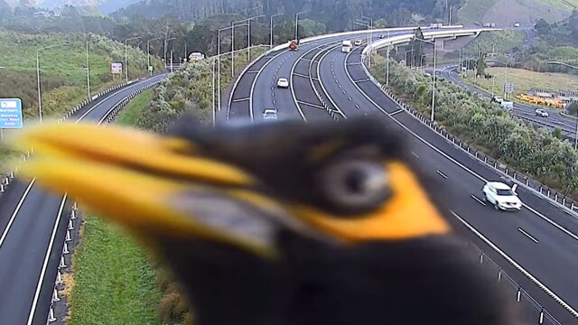 Watch: Myna Bird Hilariously Photobombs Highway Traffic Camera In New ...