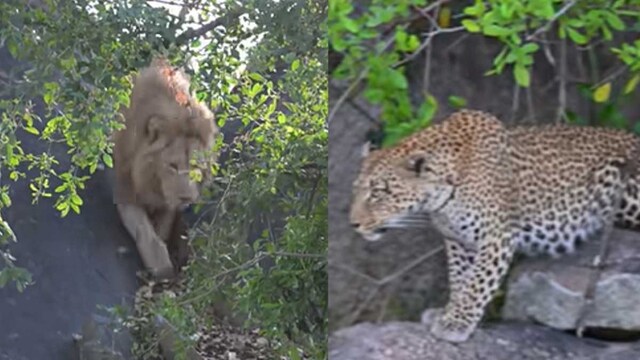 Mother Leopard Battles Lioness To Protect Her Cubs, Watch Intense ...