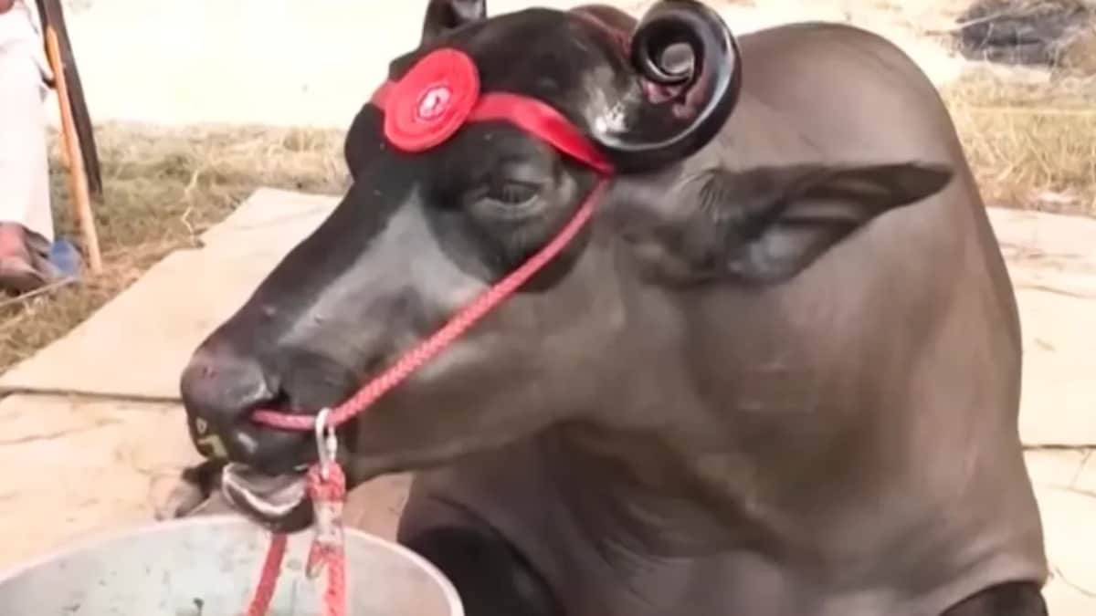 Meet Haryana’s Rs 23 Crore Buffalo Who Eats 20 Eggs And Gets Almond Oil ...