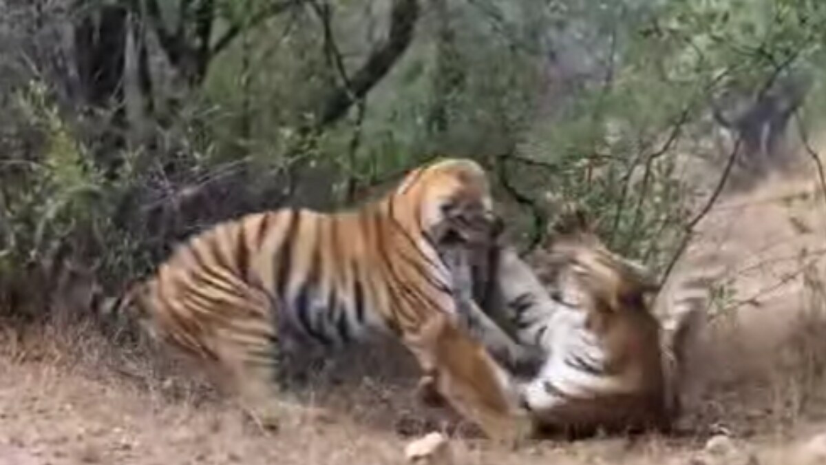 Safari Tourists Witness Fierce Battle Between Tigresses, Internet Calls ...