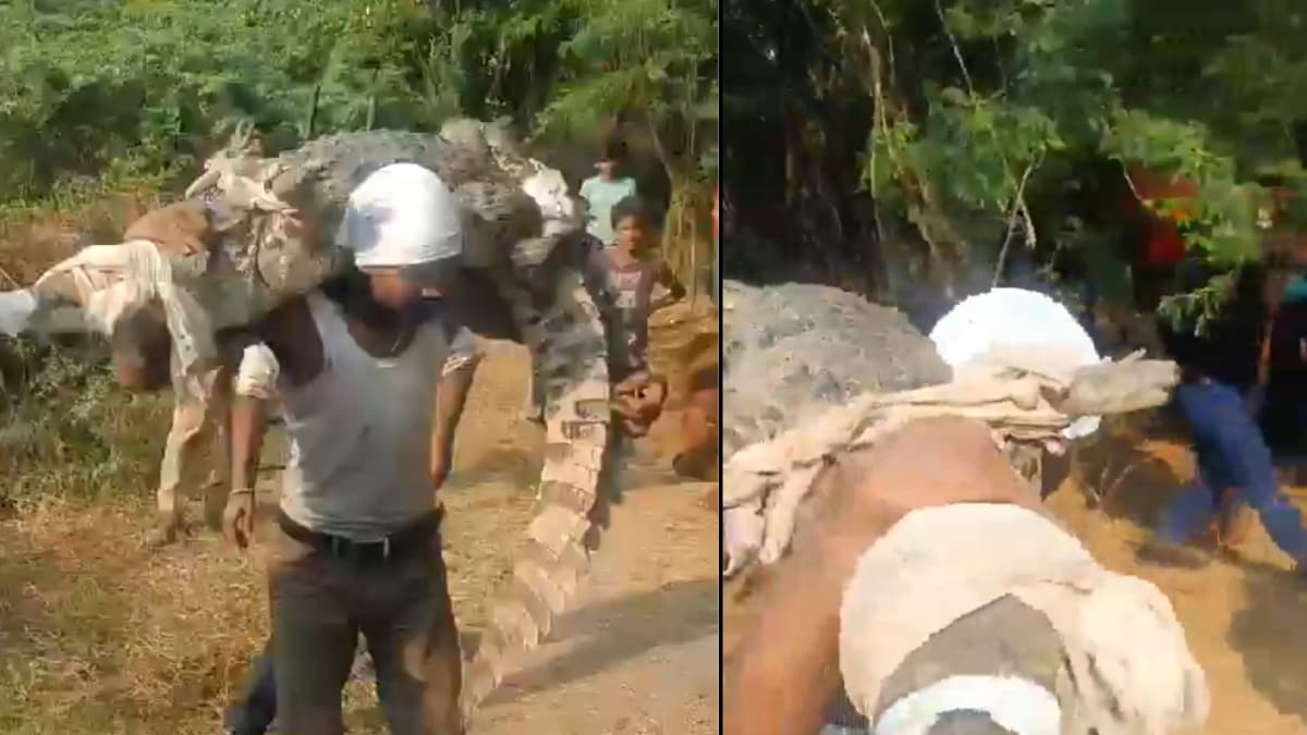 Man Carries 20-Foot Crocodile On Shoulders In Daring UP Rescue ...