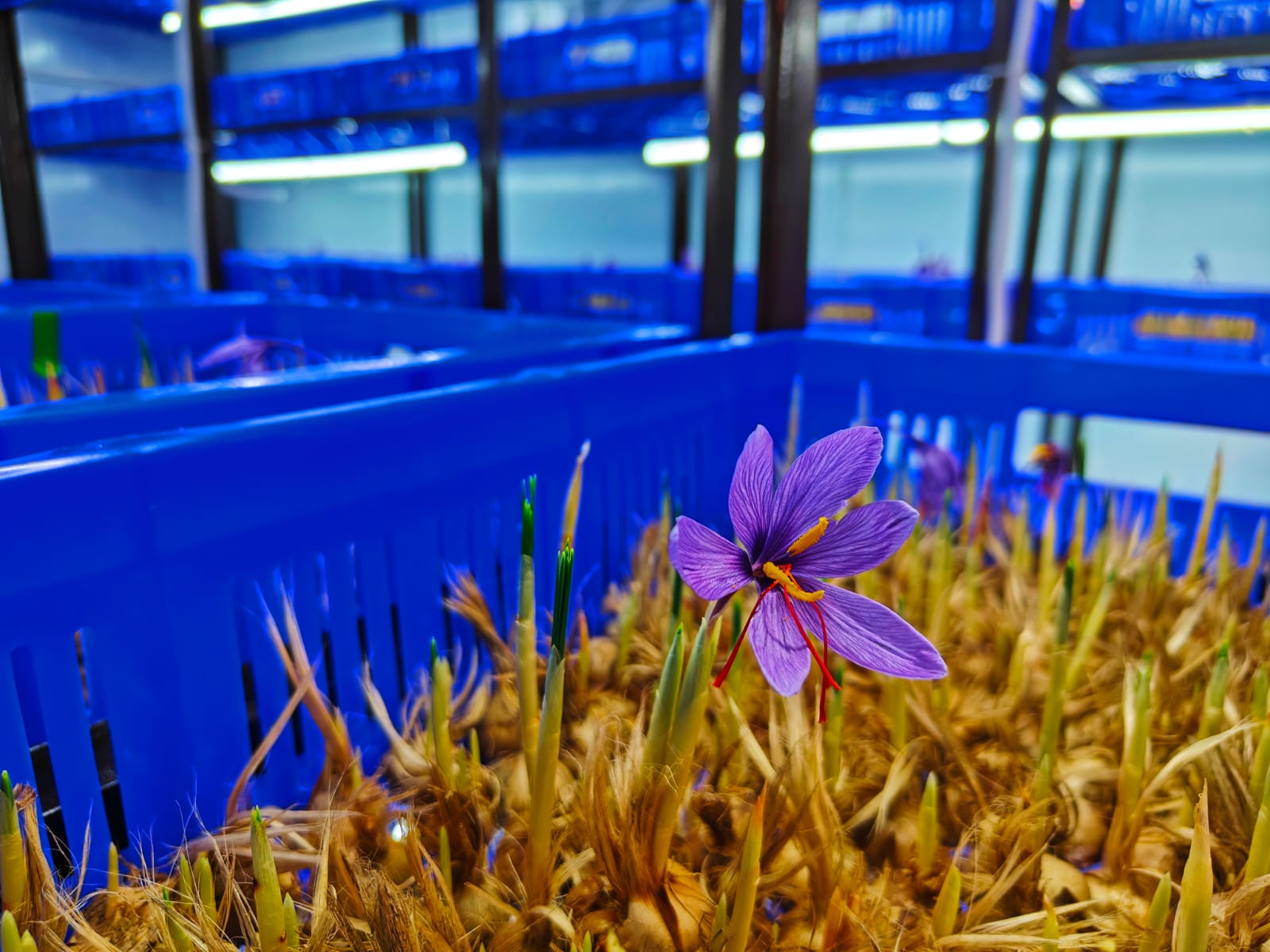 Ex-Techie’s Innovation Brings Kashmir’s Famed Saffron To A Lucknow Lab ...