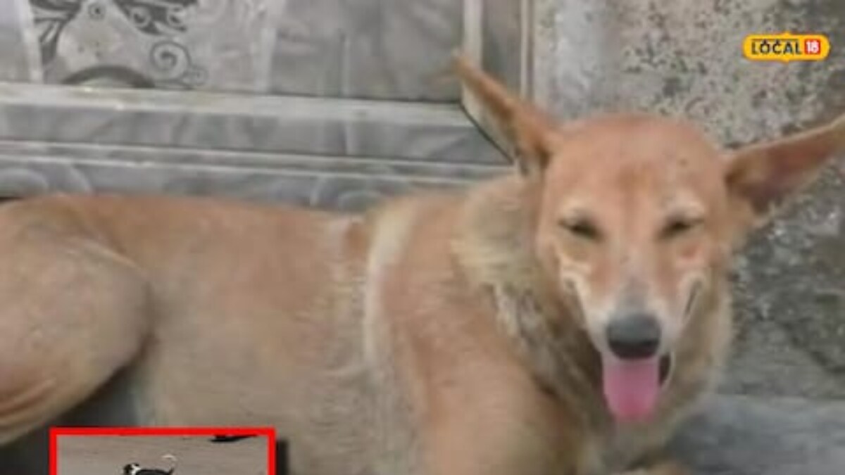 How To Help Homeless Dogs In Winter: Easy And Effective Ways To Keep ...