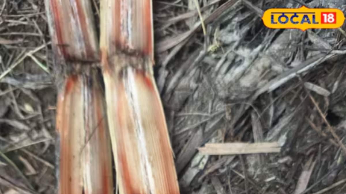 What Is Red Rot Disease Threatening Sugarcane In Lakhimpur Kheri ...