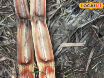 What Is Red Rot Disease Threatening Sugarcane In Lakhimpur Kheri? - News18