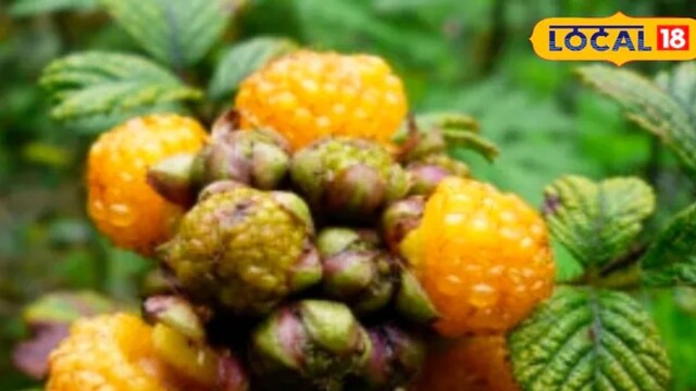 5 Rare Fruits From Uttarakhand That Offer Powerful Health Benefits ...