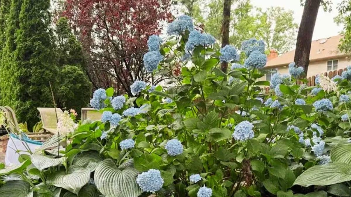 Optical Illusion Challenge: Spot The Hidden Cat In This Picture | Viral ...